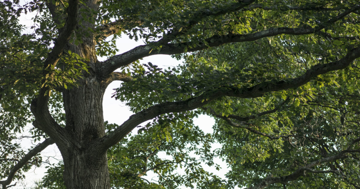TMC Opening Exercises | Tanglewood | BSO