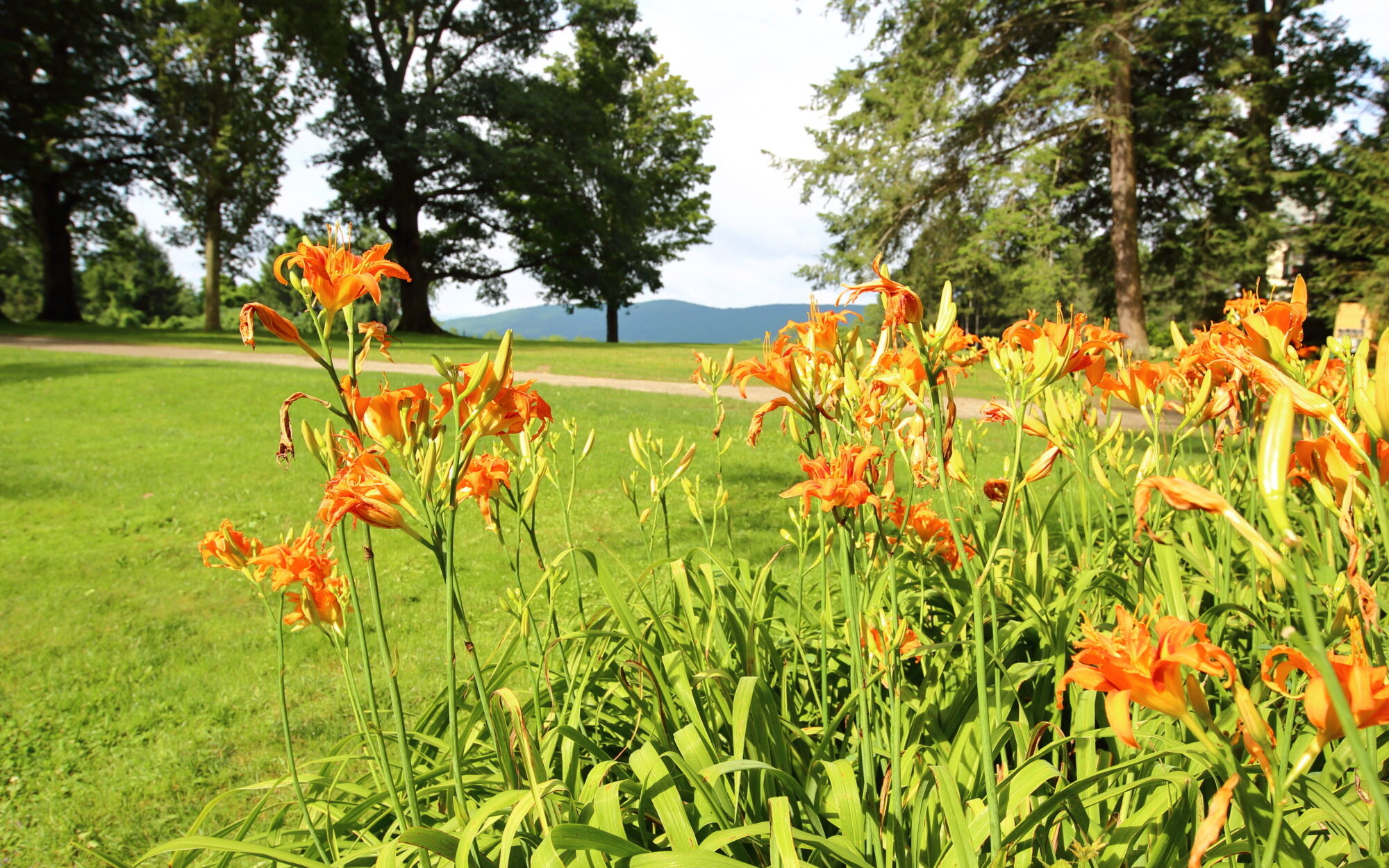 Tanglewood 2022 Season Programs | Tanglewood | BSO