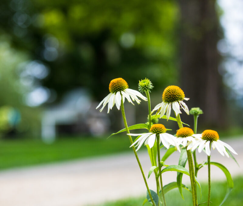 Tanglewood 2022 Season Programs | Tanglewood | BSO